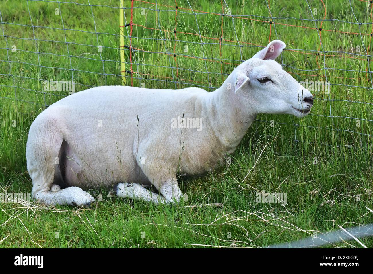 The wolves and the lamb hi-res stock photography and images - Alamy