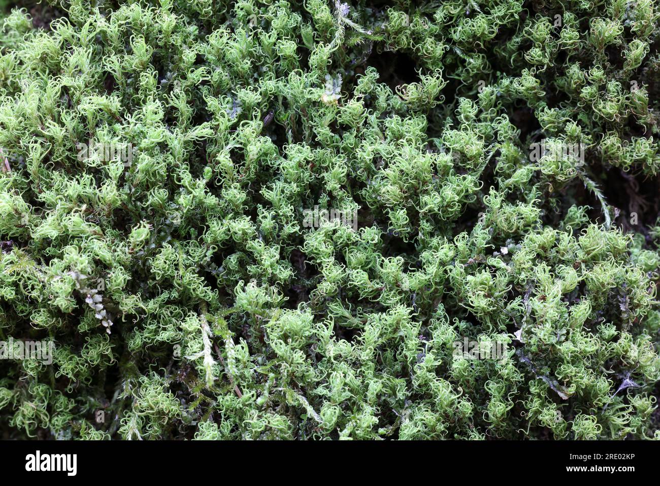 Frizzled frizzled hi-res stock photography and images - Alamy
