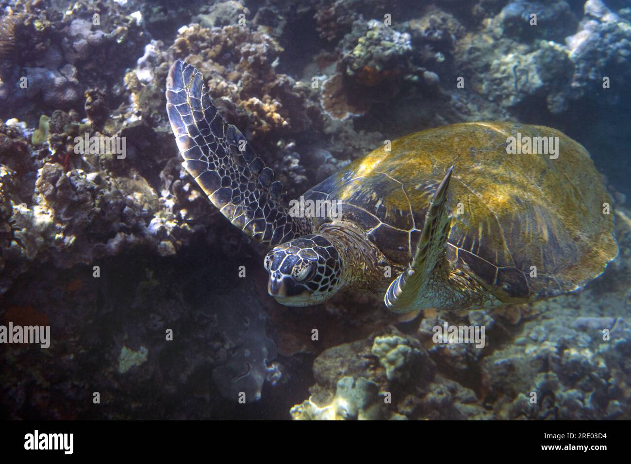 Turtle swimming over coral reef hi-res stock photography and images - Alamy