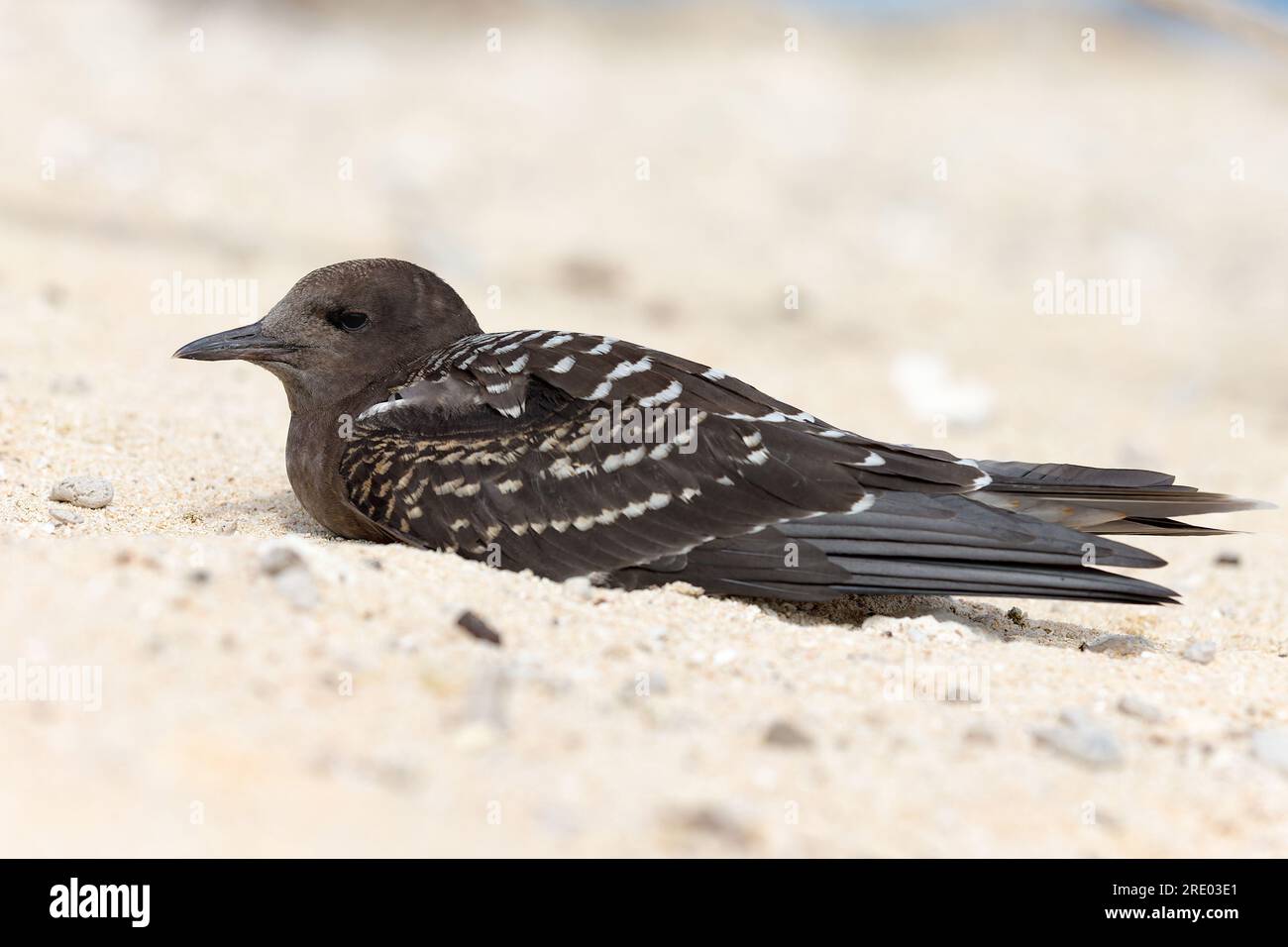sooty tern (Sterna fuscata, Onychoprion fuscatus), juvenile lying on ...