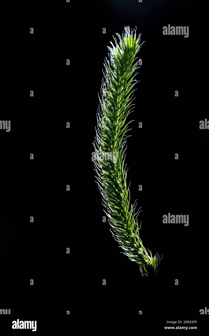 elk-moss, running clubmoss, running ground-pine, stags-horn clubmoss ...