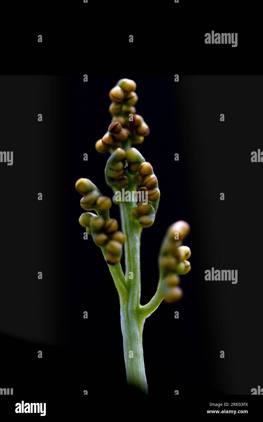 Moonwort grape-fern (Botrychium lunaria), fertile part of the frond ...