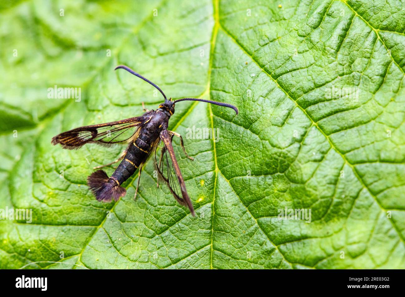 currant clearwing moth, currant borer (Synanthedon tipuliformis ...