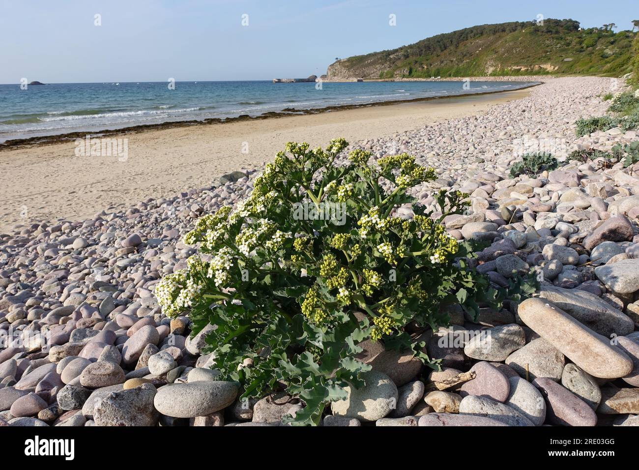 Sea kale, Sea-kale, Seakale, Crambe (Crambe maritima), blooming on the ...