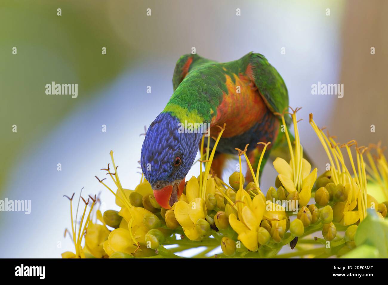 Adult eating flower hi-res stock photography and images - Alamy