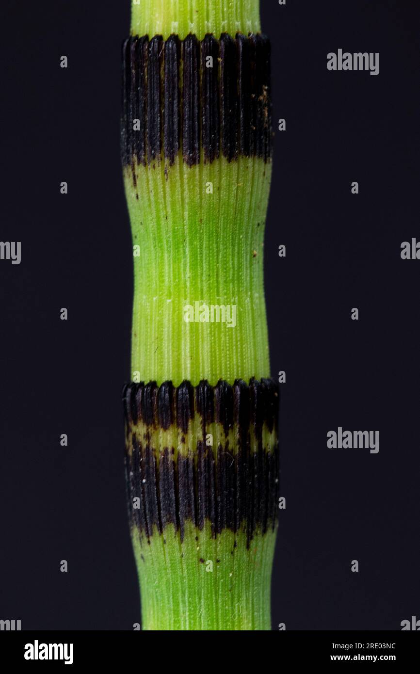 rough horsetail, scouring-rush (Equisetum hyemale), sprout against ...