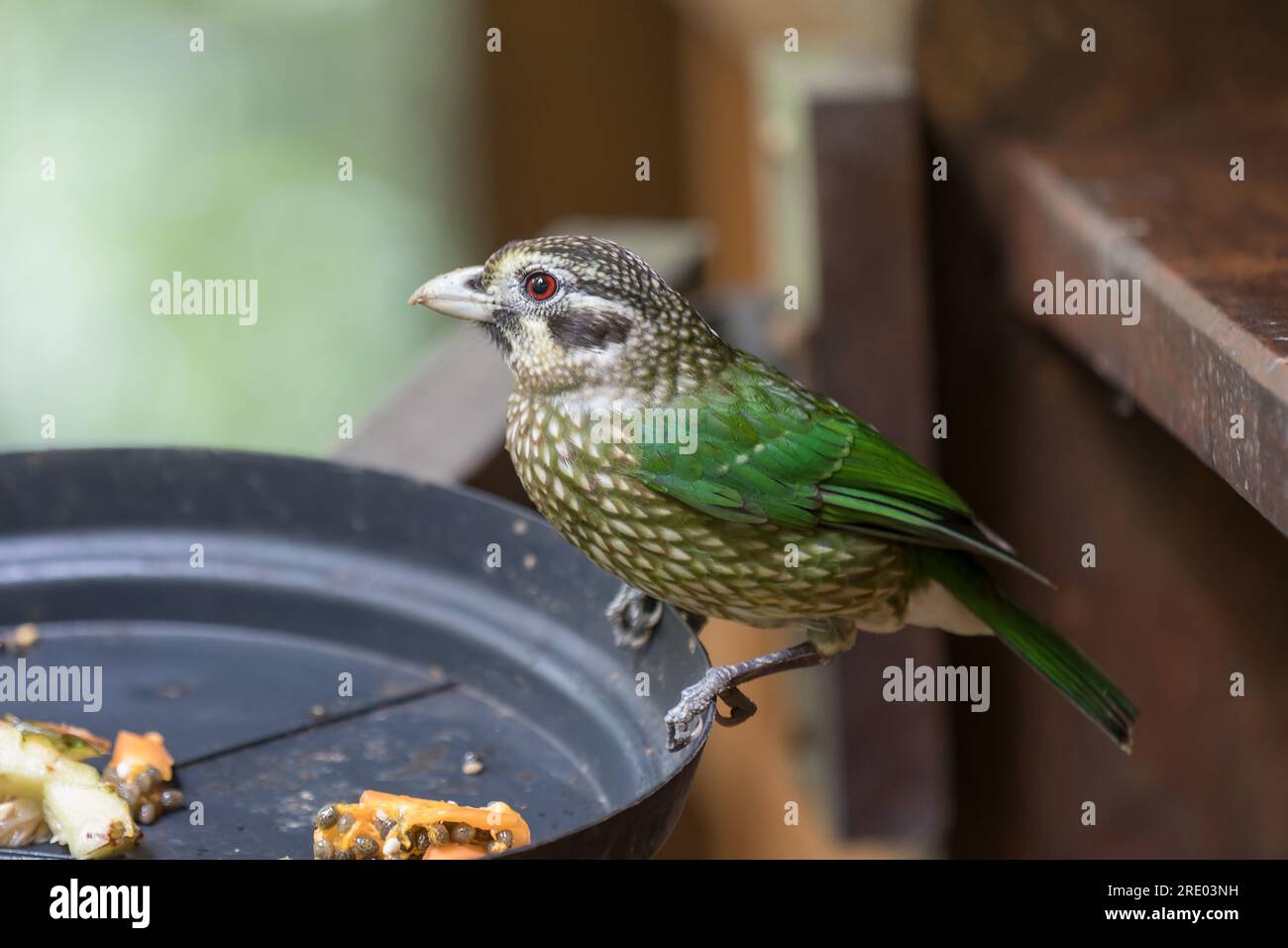 spotted catbird (Ailuroedus melanotis), on a plate, Australia ...