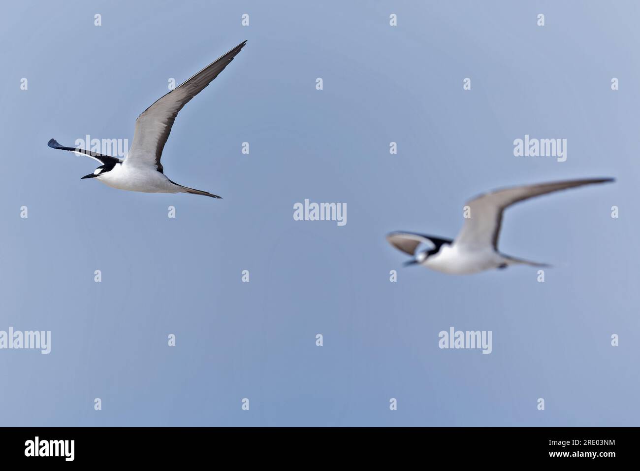 sooty tern (Sterna fuscata, Onychoprion fuscatus), sooty terns in ...