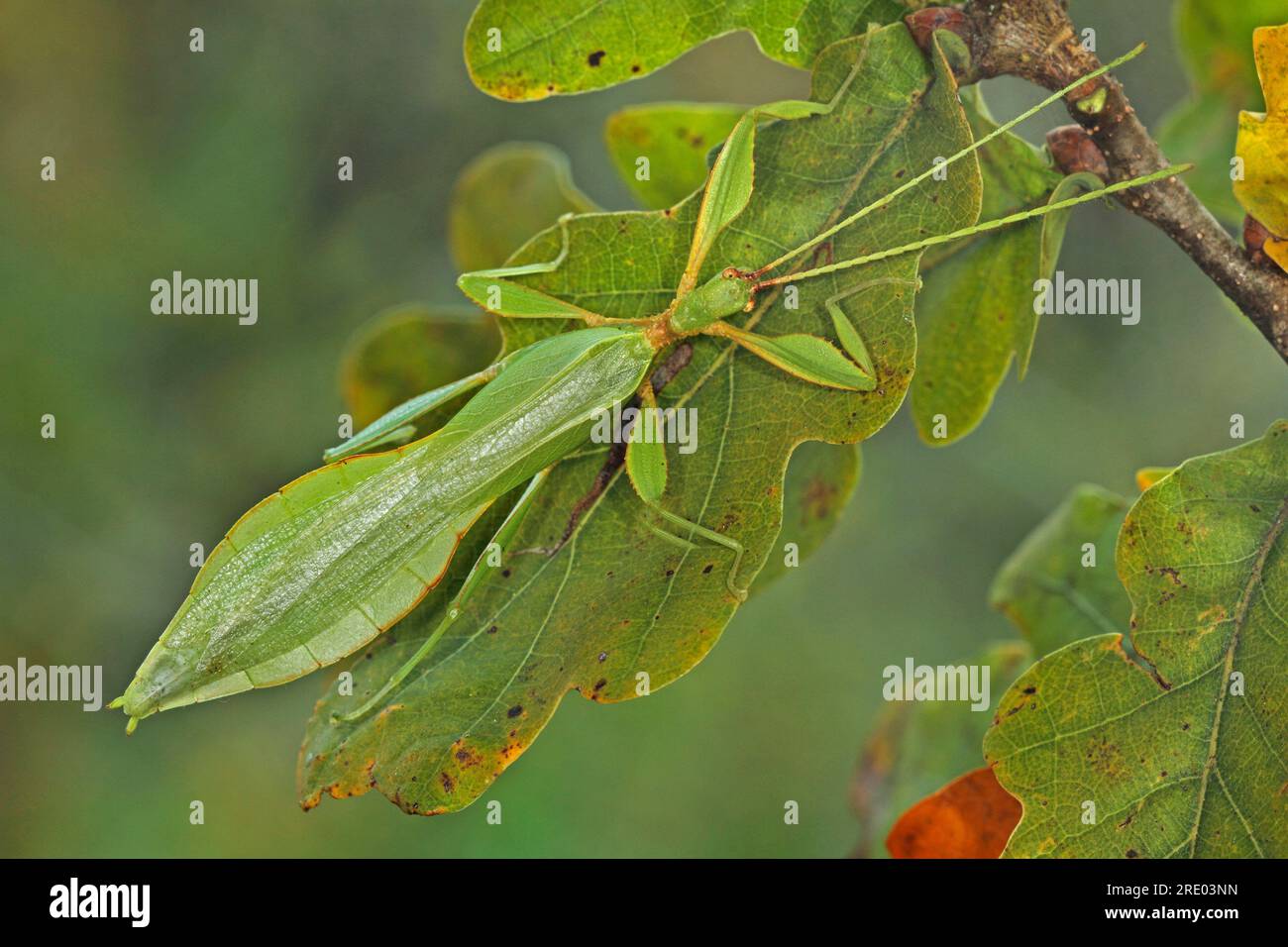 walking leaf (Phyllium siccifolium), on a leaf Stock Photo - Alamy