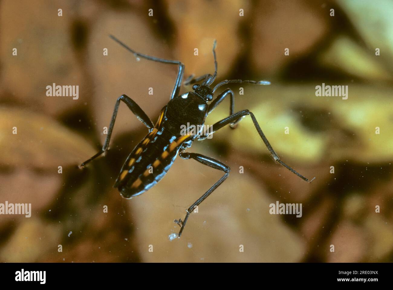 water crickets, broad-shouldered water striders (Velia caprai ...