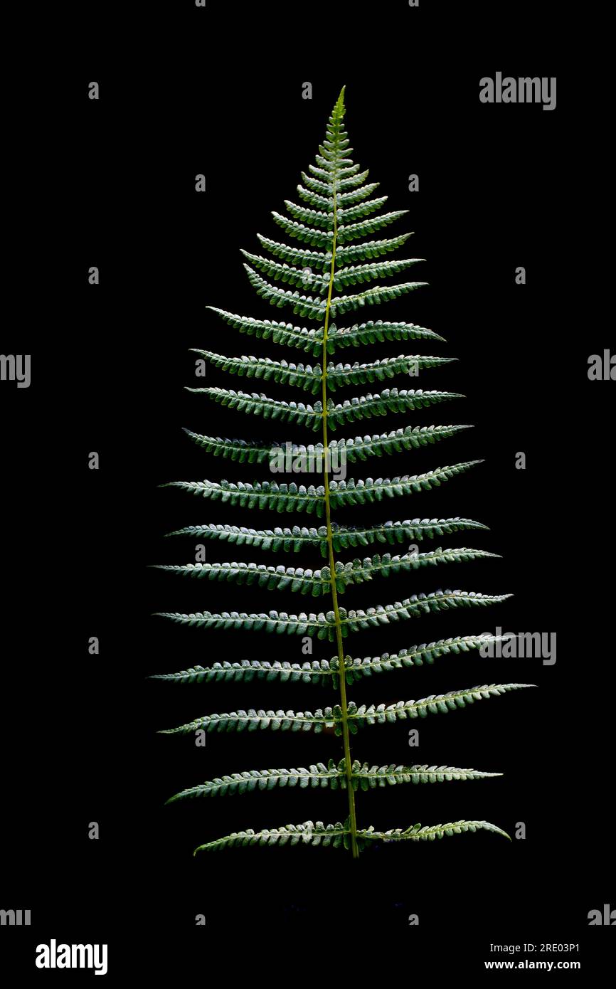 Lemon scented ferns hi-res stock photography and images - Alamy