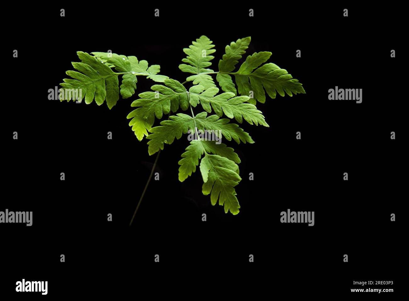 oak fern (Gymnocarpium dryopteris), young leaf against black background ...