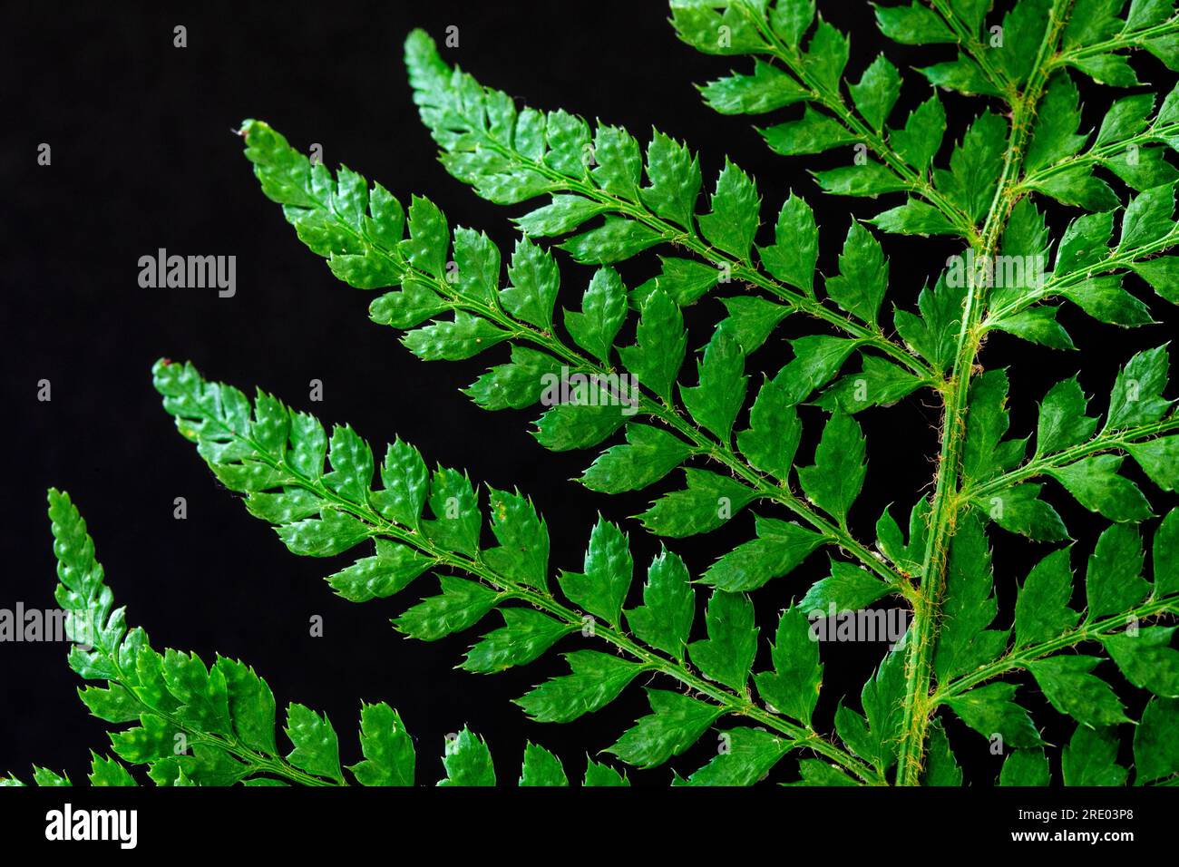 soft shield fern (Polystichum setiferum), leaflets against black ...