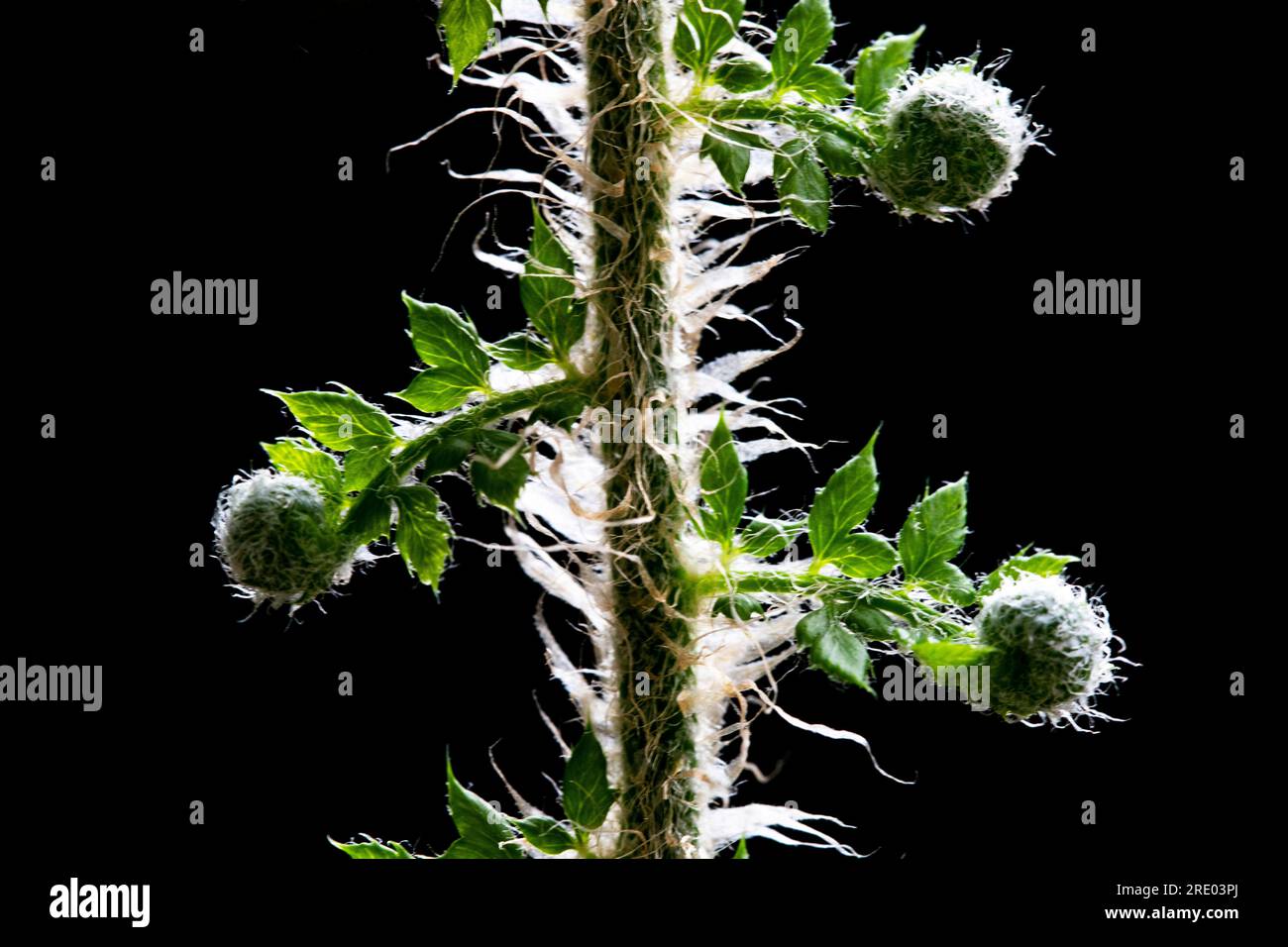 soft shield fern (Polystichum setiferum), young developing leaf against ...