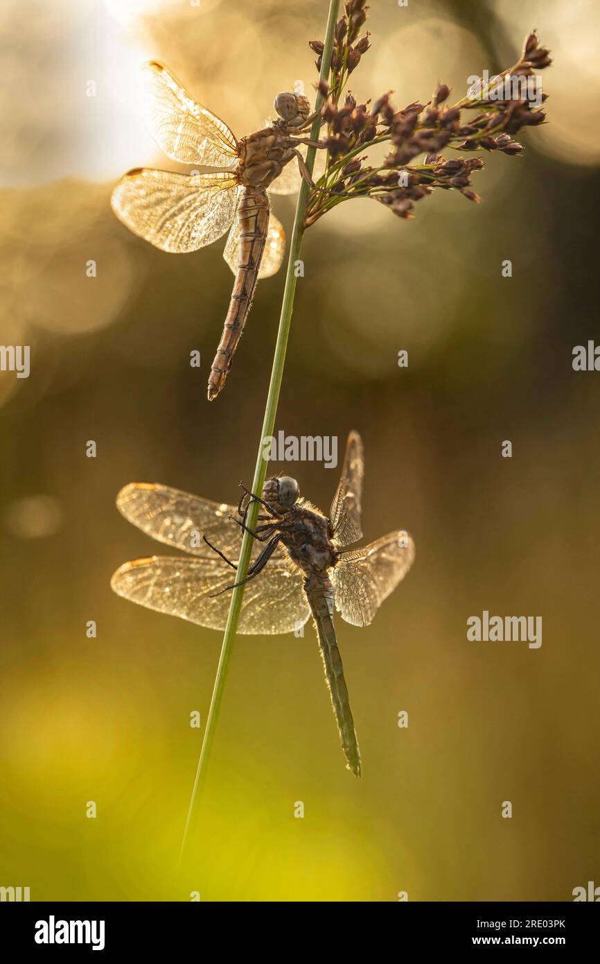 Water skimmer insects hi-res stock photography and images - Alamy
