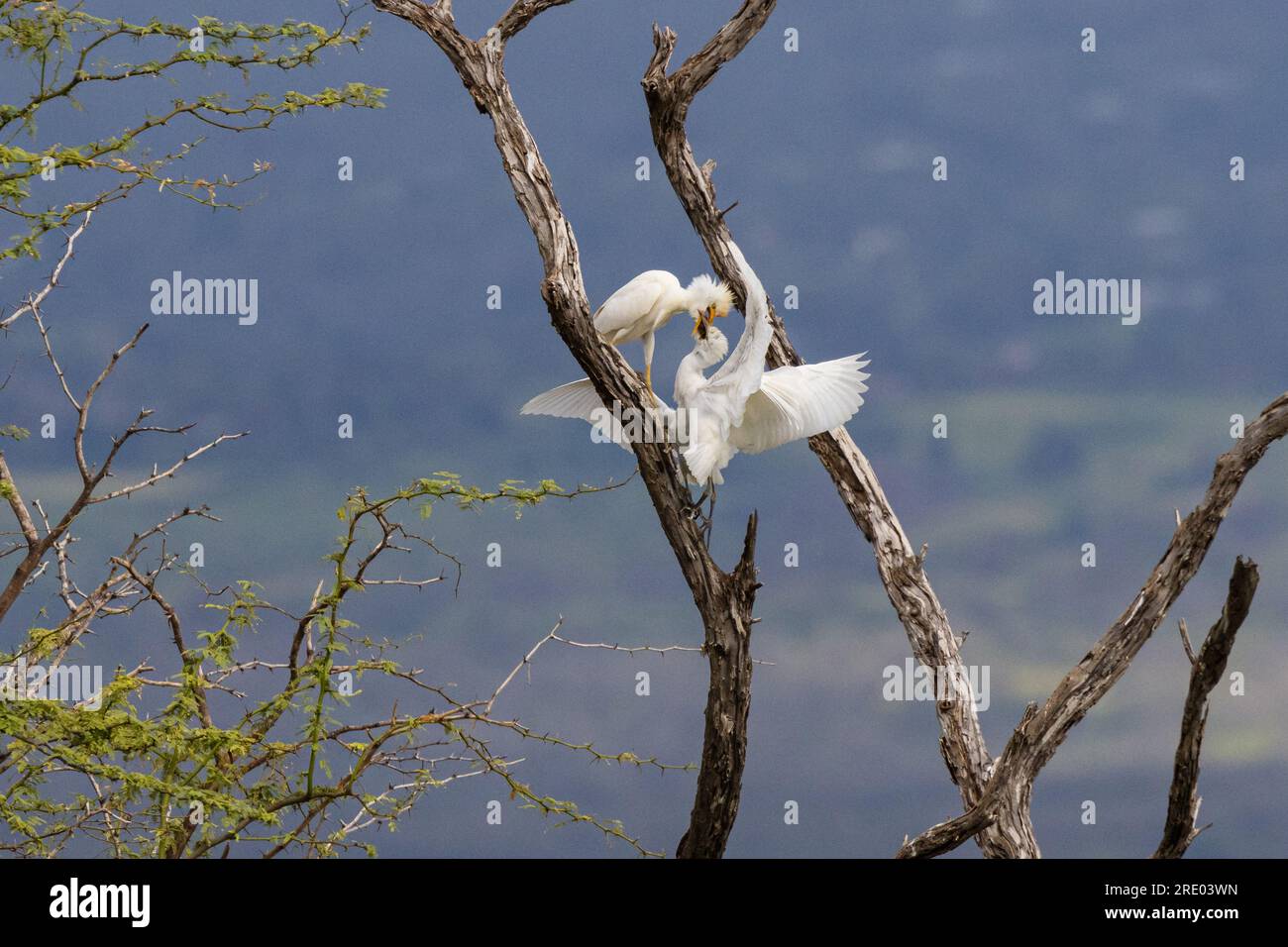 cattle egret, buff-backed heron (Ardeola ibis, Bubulcus ibis), adult ...