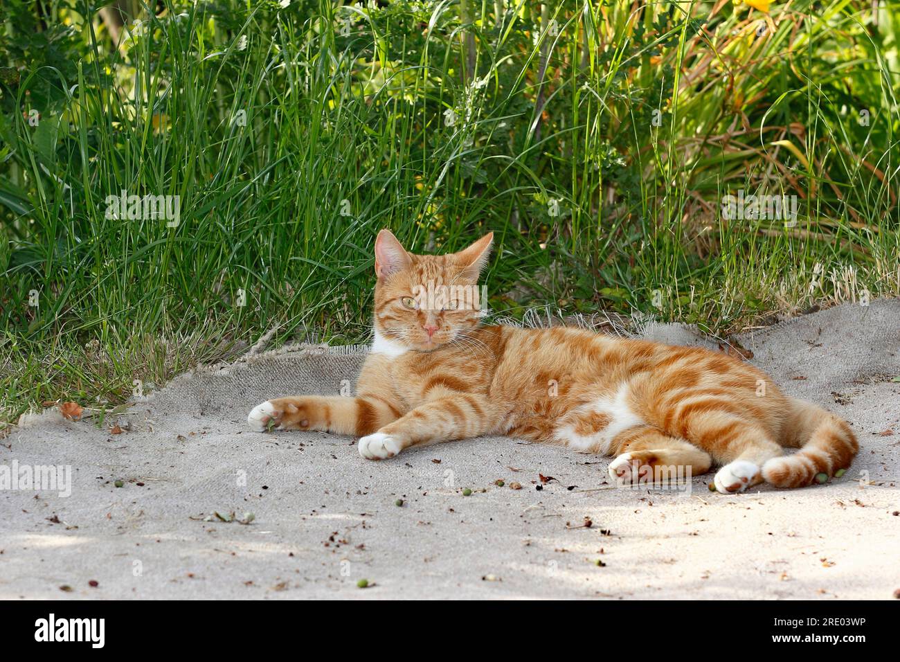 young red tabby tomcat lying on a mat Stock Photo - Alamy