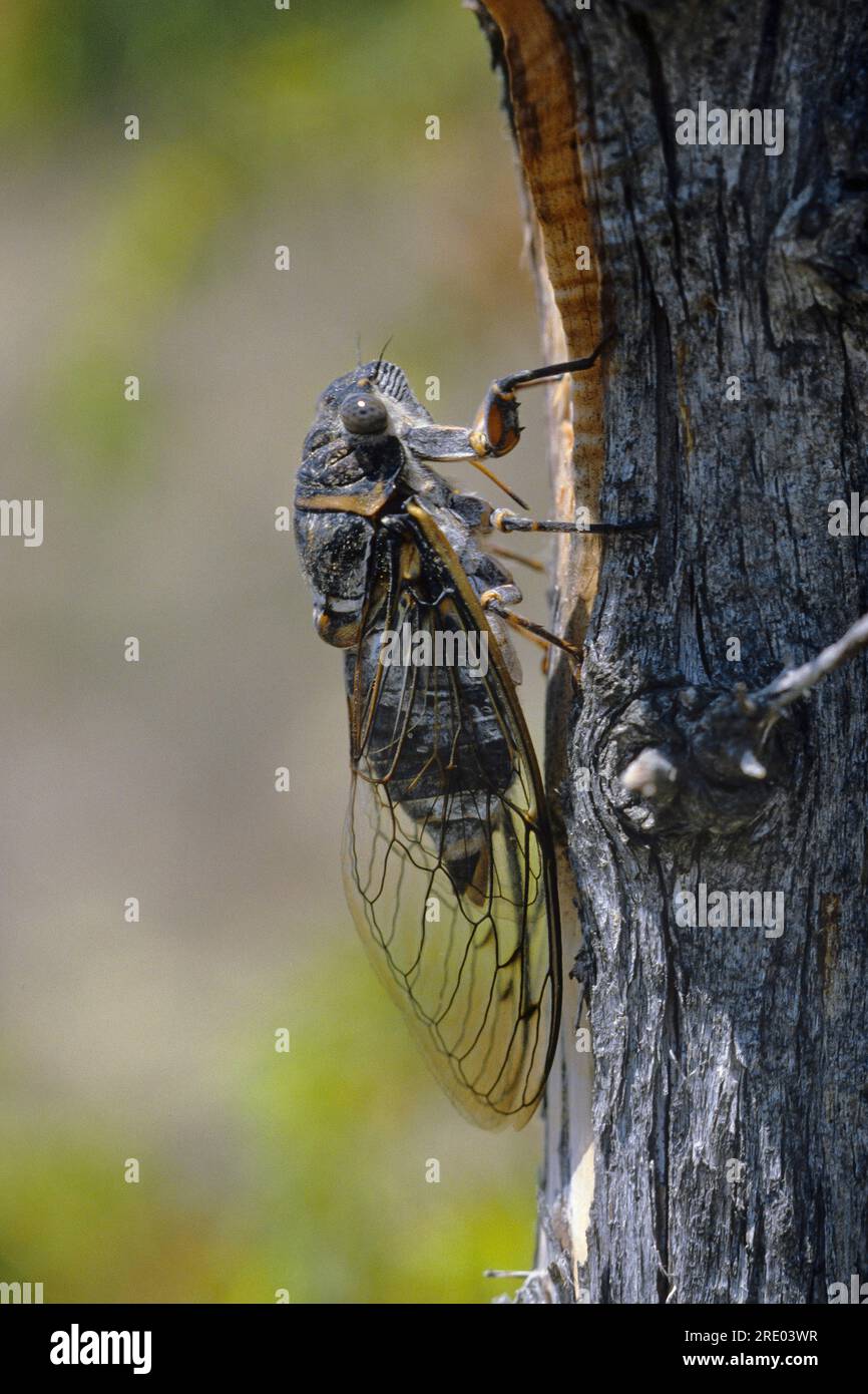 Cicada upper view hi-res stock photography and images - Alamy