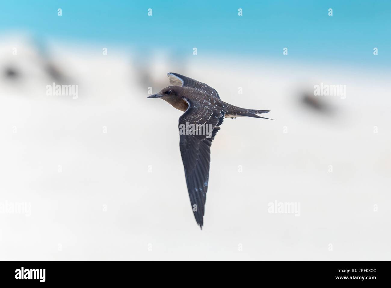 sooty tern (Sterna fuscata, Onychoprion fuscatus), juvenile flying at ...