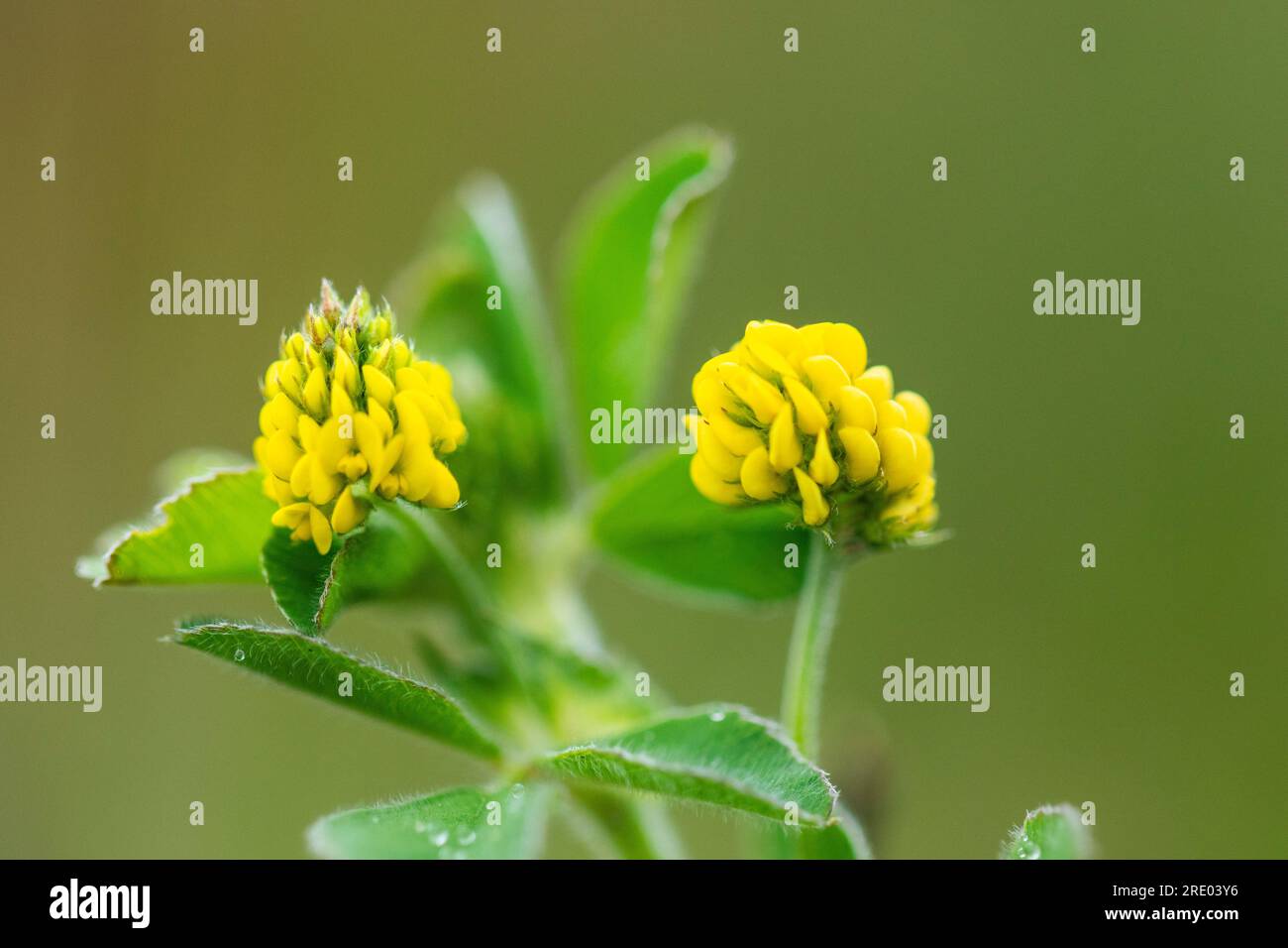 Black medick hi-res stock photography and images - Alamy