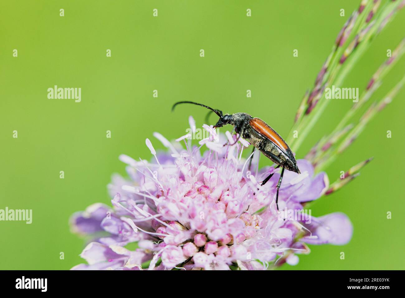 Black and red Longhorn Flower Beetle, Black-striped longhorn beetle ...