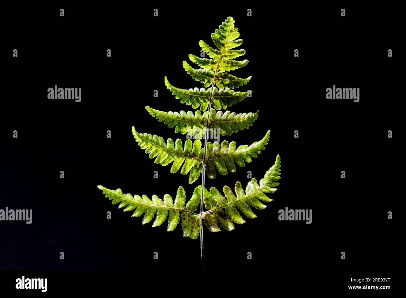 limestone fern, scented oakfern, limestone oak fern (Gymnocarpium ...