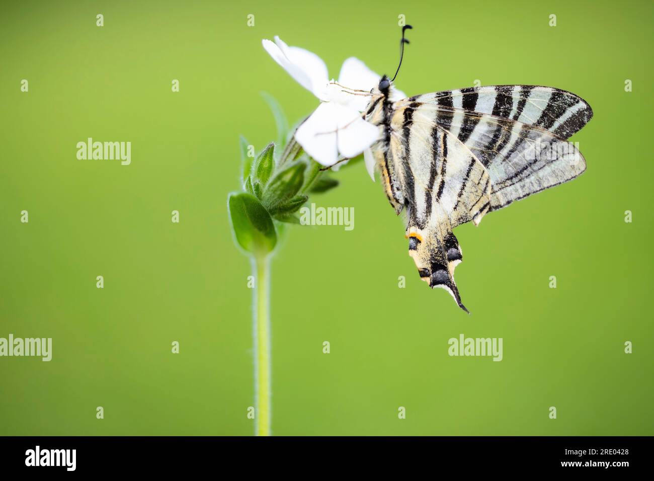 Southern scarce swallowtail, Southern swallowtail, Iberian scarce ...