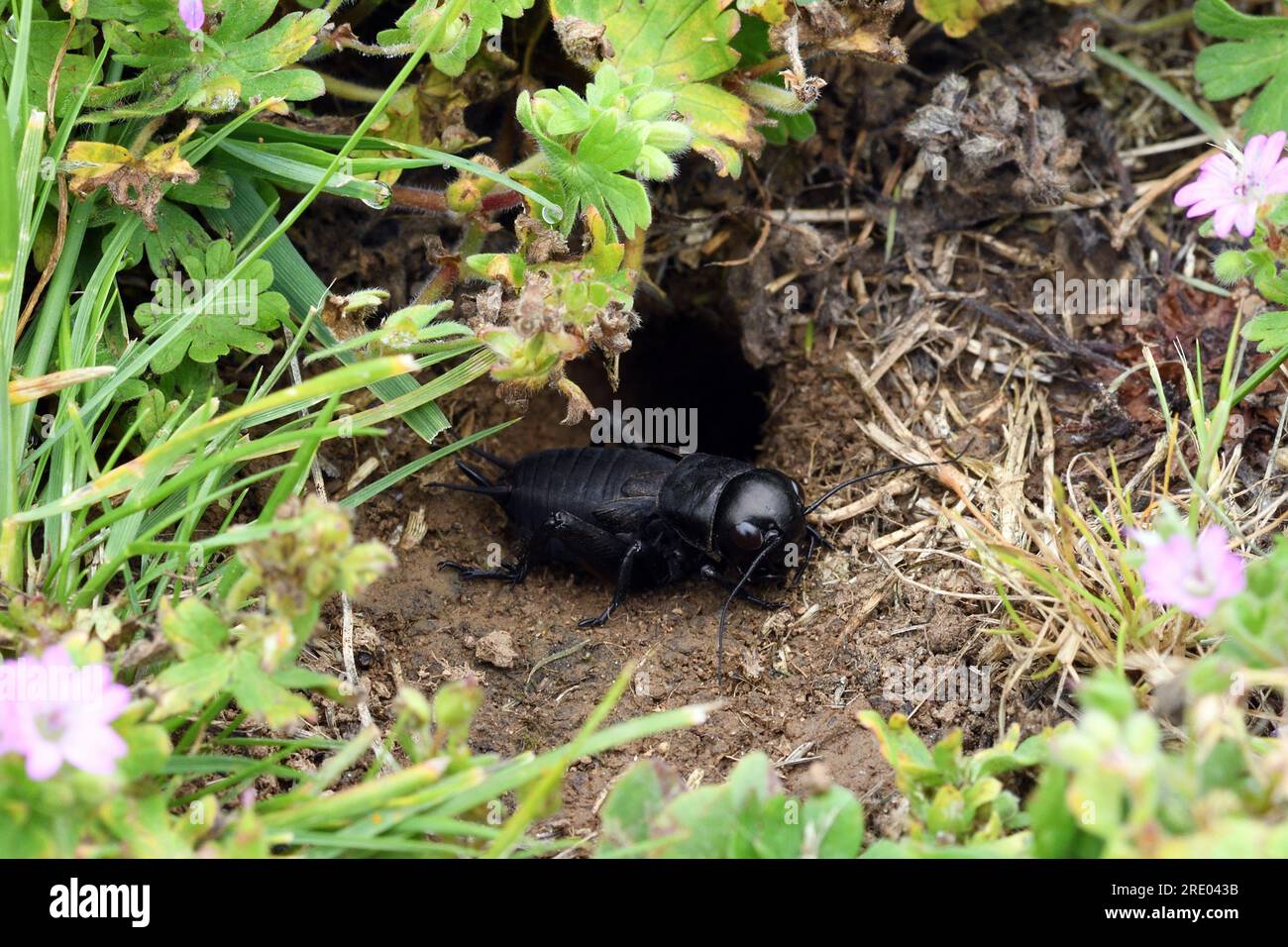 field cricket (Gryllus campestris), nymph at the entrance to her burrow ...