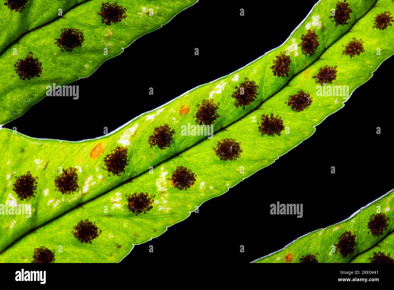 Intermediate polypody (Polypodium interjectum), leaflets against black ...