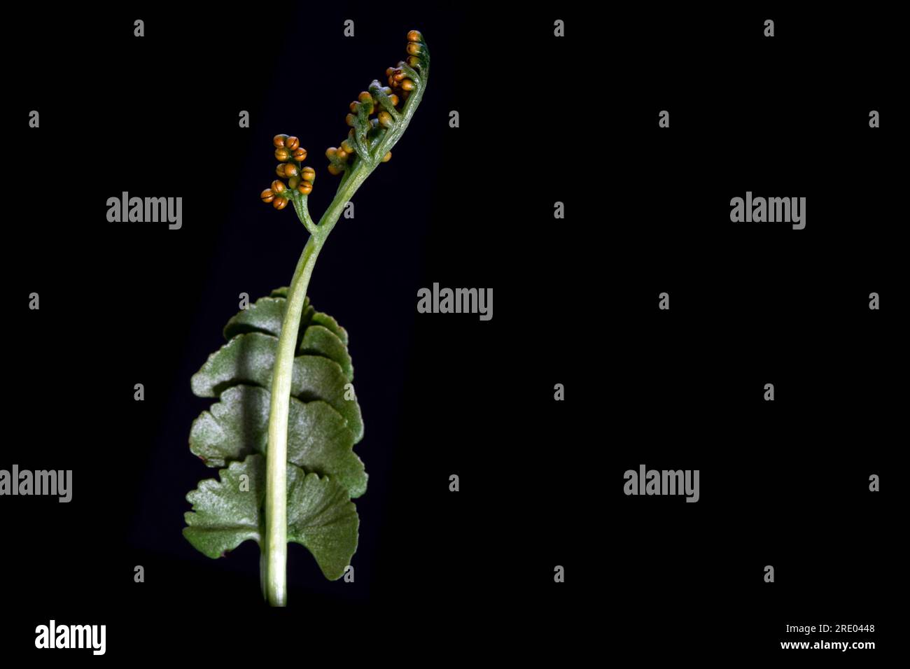 Moonwort grape-fern (Botrychium lunaria), frond against black ...