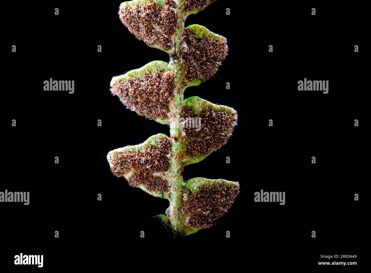 Common spleenwort, Rustyback (Asplenium ceterach, Ceterach officinarum ...