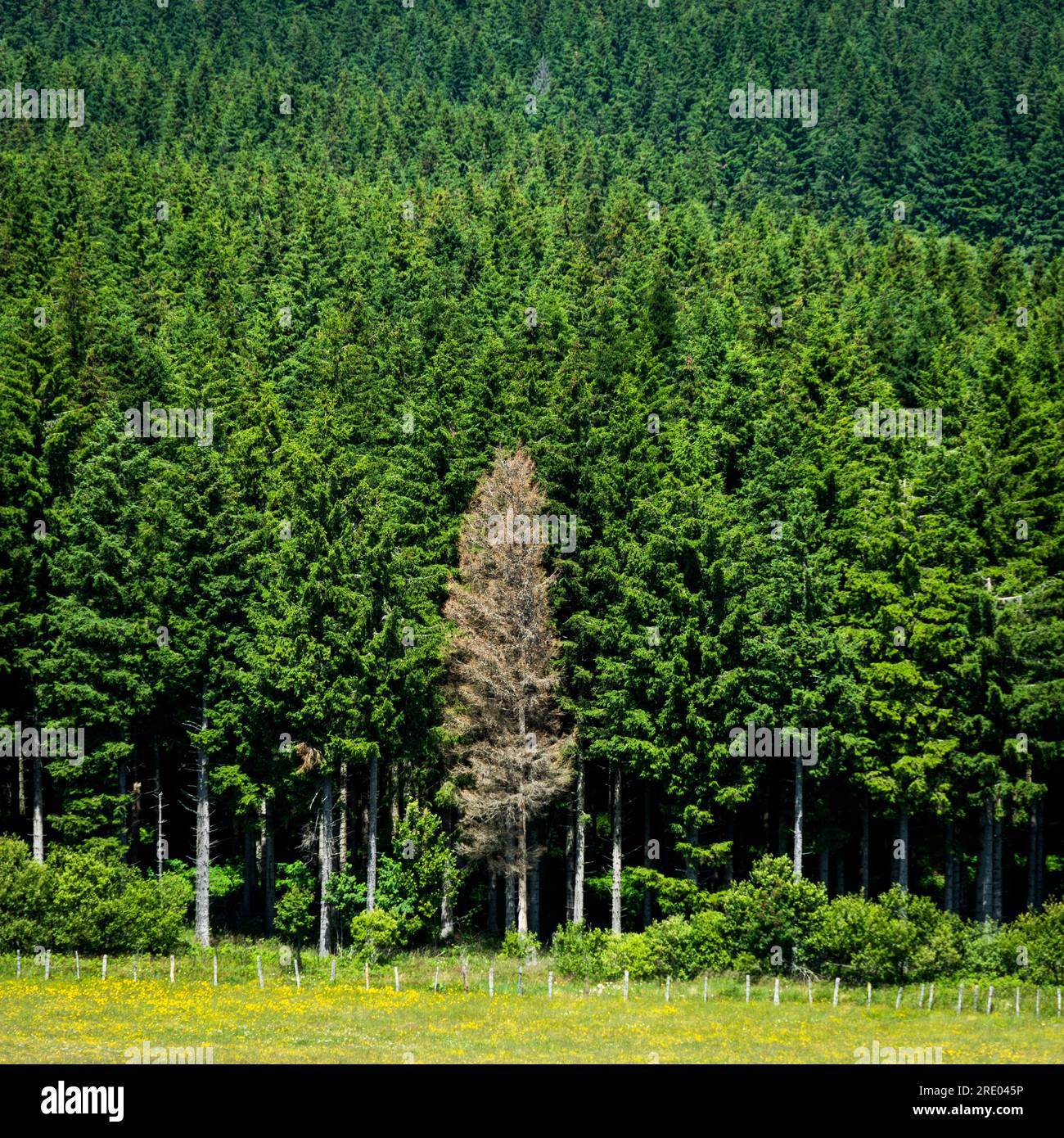 Coniferales pinales hi-res stock photography and images - Alamy