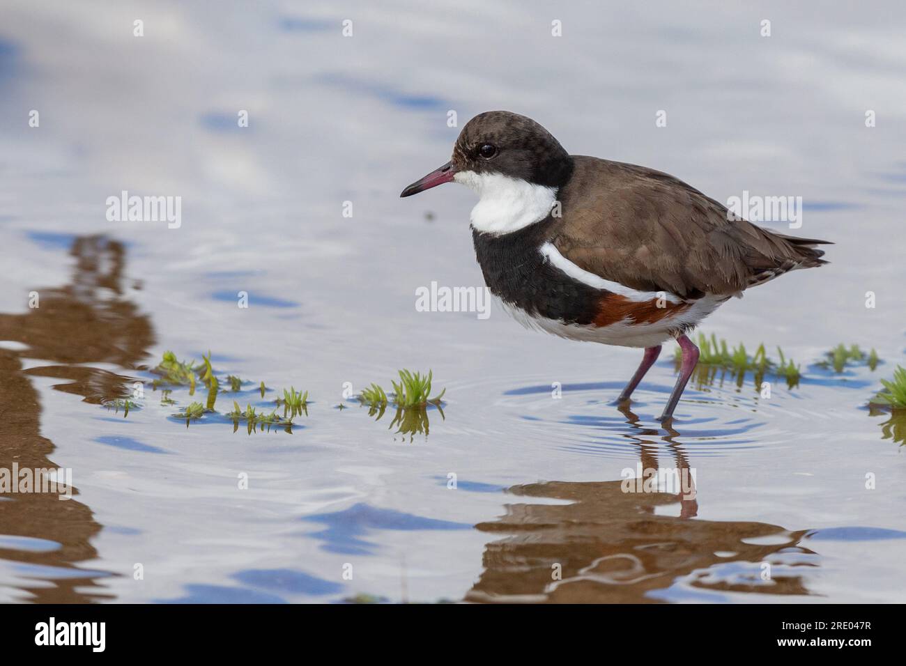 Red-kneed Dotterel (Erythrogonys cinctus), by the waterside, Australia ...