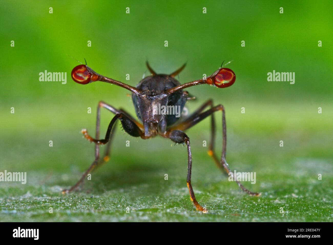 stalk-eyed fly, (Diasemopsis comoroensis), front view Stock Photo - Alamy
