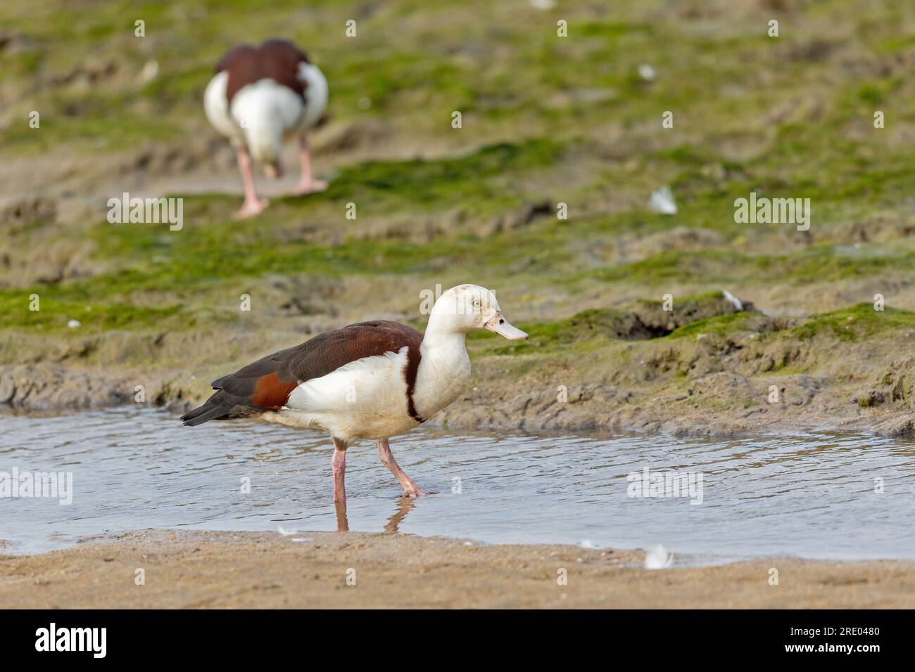 Radjah shelduck, Raja shelduck, Black-backed shelduck, Burdekin duck ...