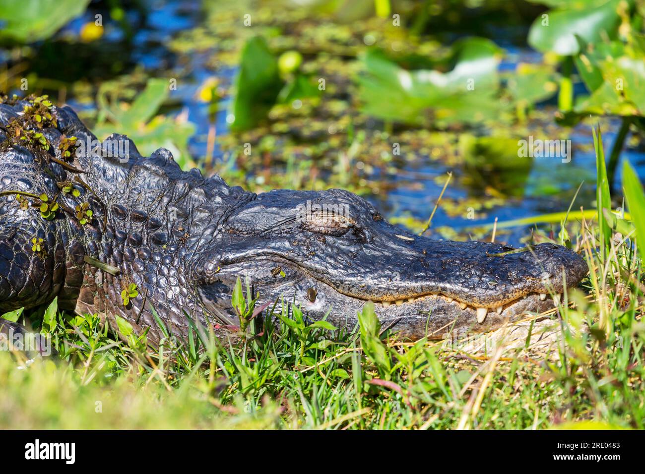 American Alligator Swimming in Everglades with colorful reflection in ...