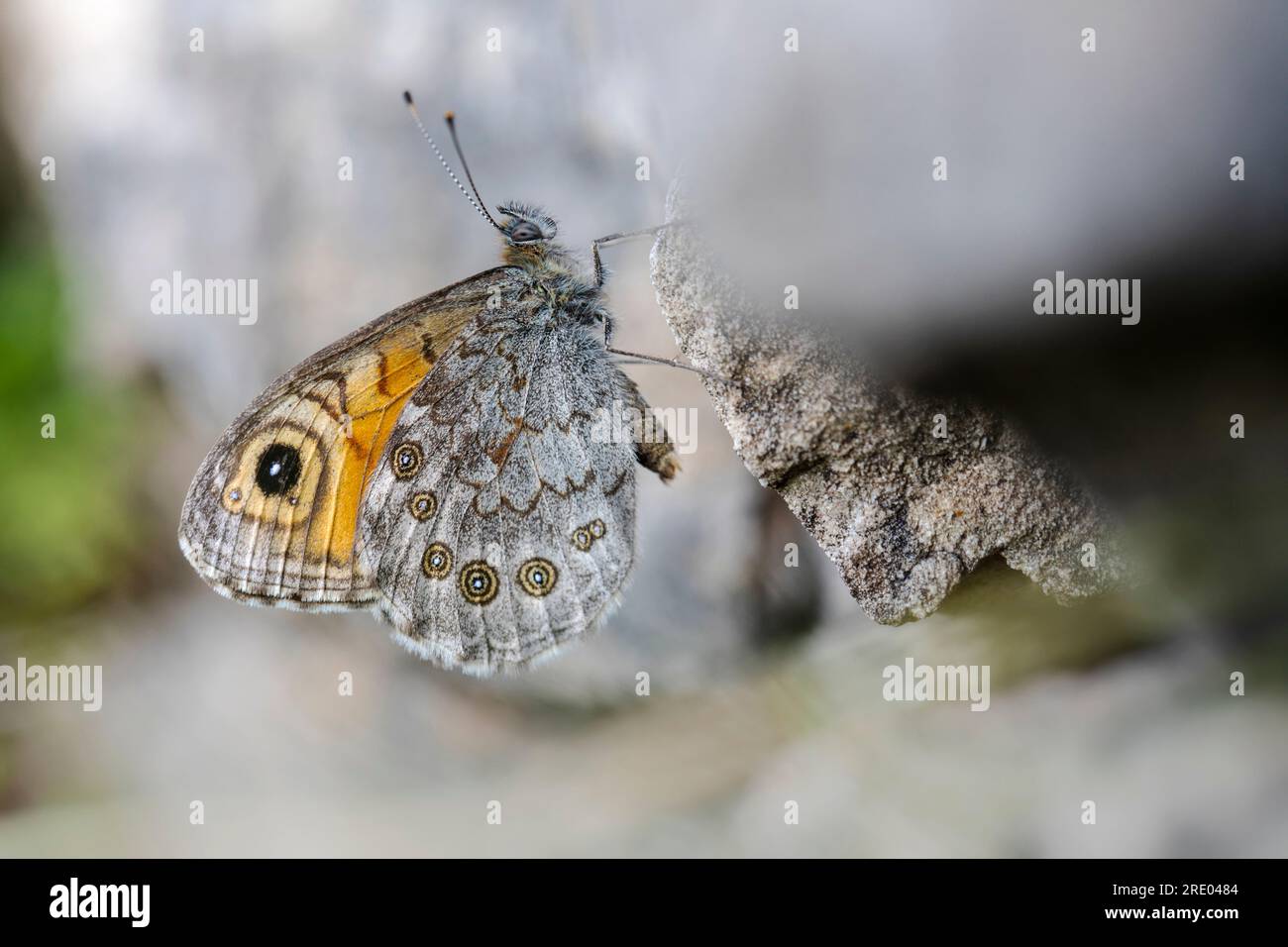 Large Wall Brown, Wood-nymph (Lasiommata maera), sitting at a stone ...