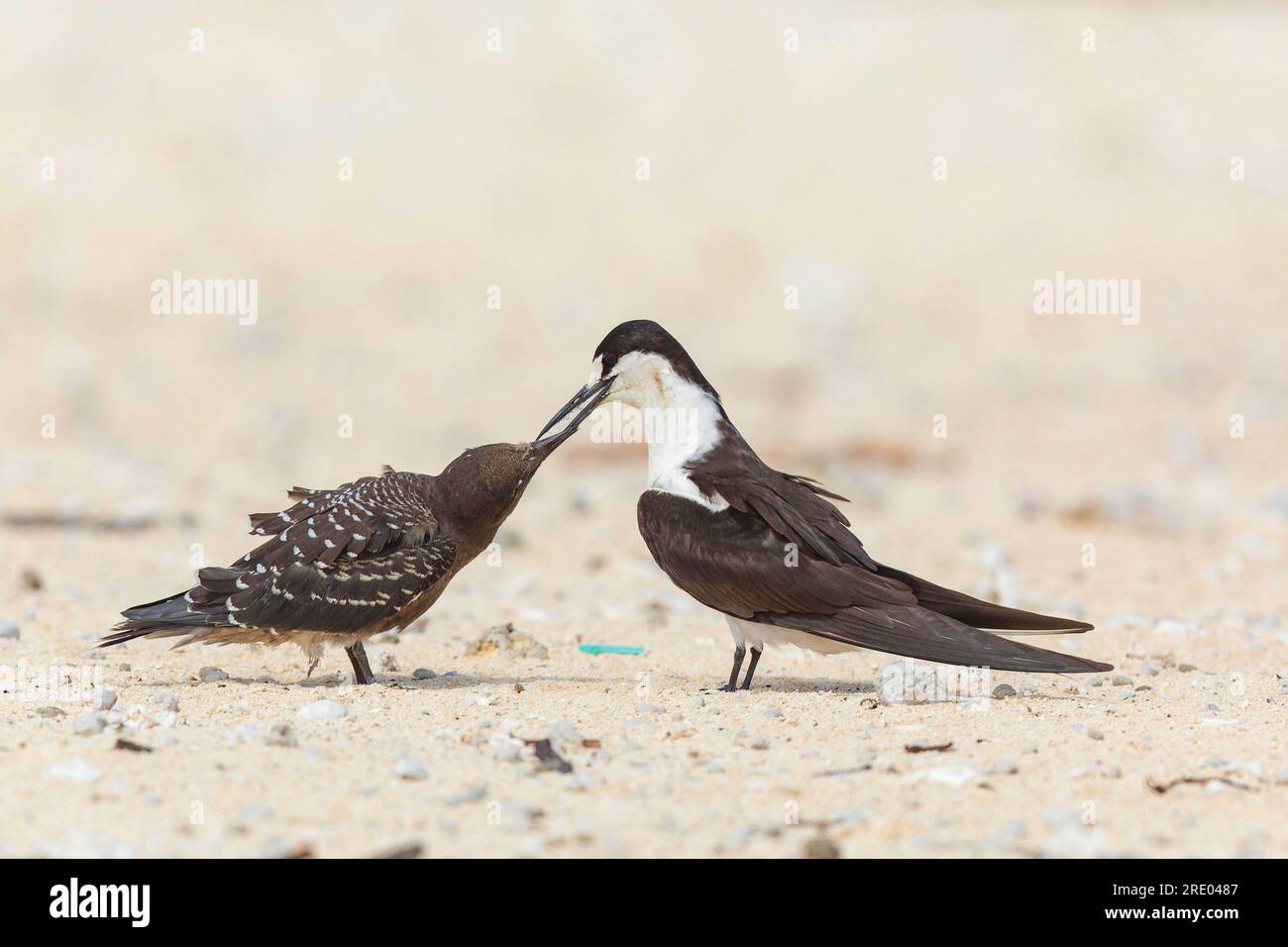 sooty tern (Sterna fuscata, Onychoprion fuscatus), juvenile is feeded ...