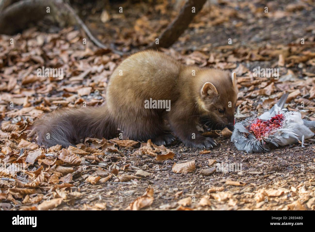 European pine marten (Martes martes), eating a dove, side view, Germany ...