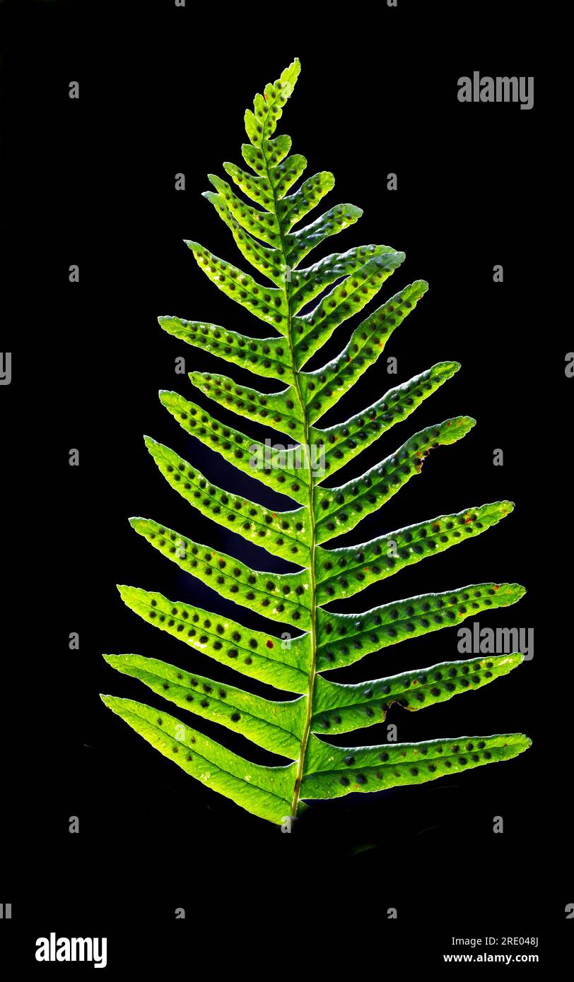 Polypodium Interjectum
