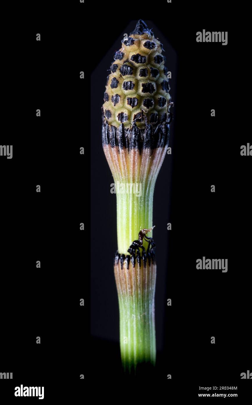rough horsetail, scouring-rush (Equisetum hyemale), cone against black ...