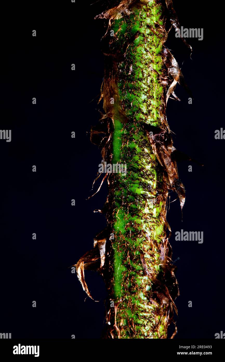 Golden Shield Fern, Scaly Male Fern (Dryopteris affinis agg.), leaf ...