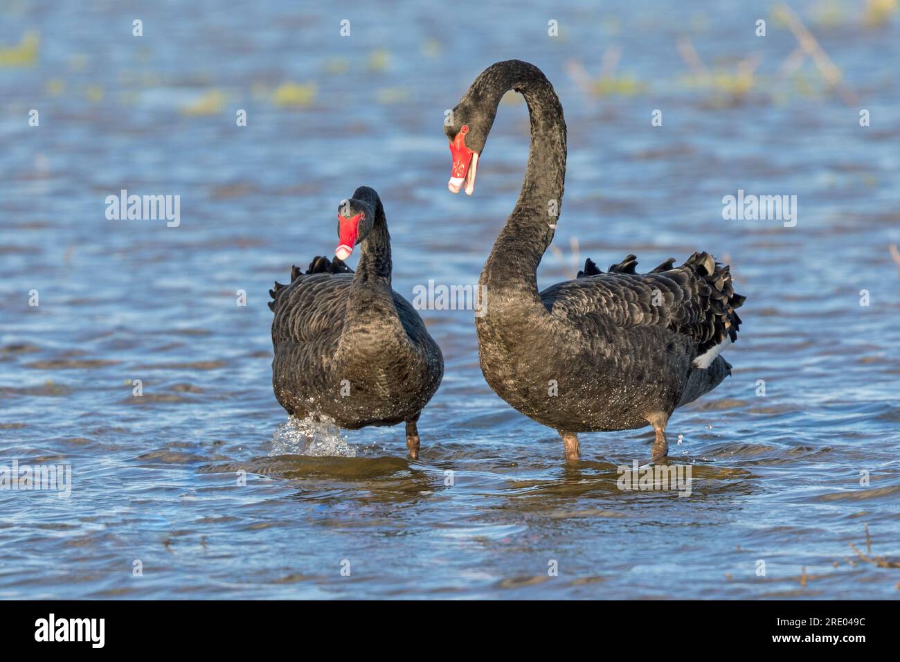 black swan (Cygnus atratus), two black swans standing in water ...