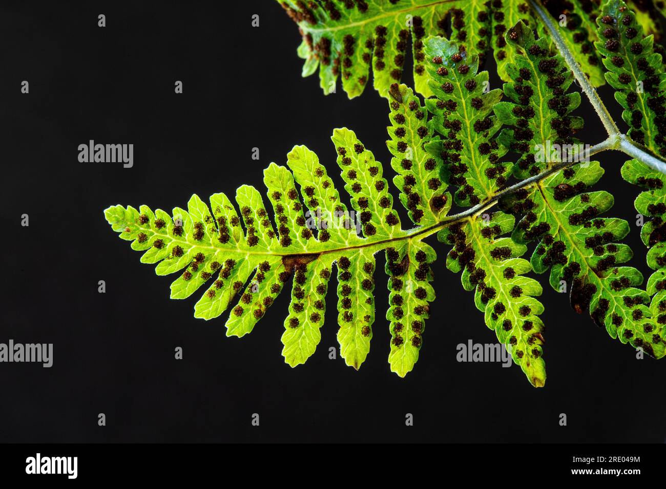 limestone fern, scented oakfern, limestone oak fern (Gymnocarpium ...