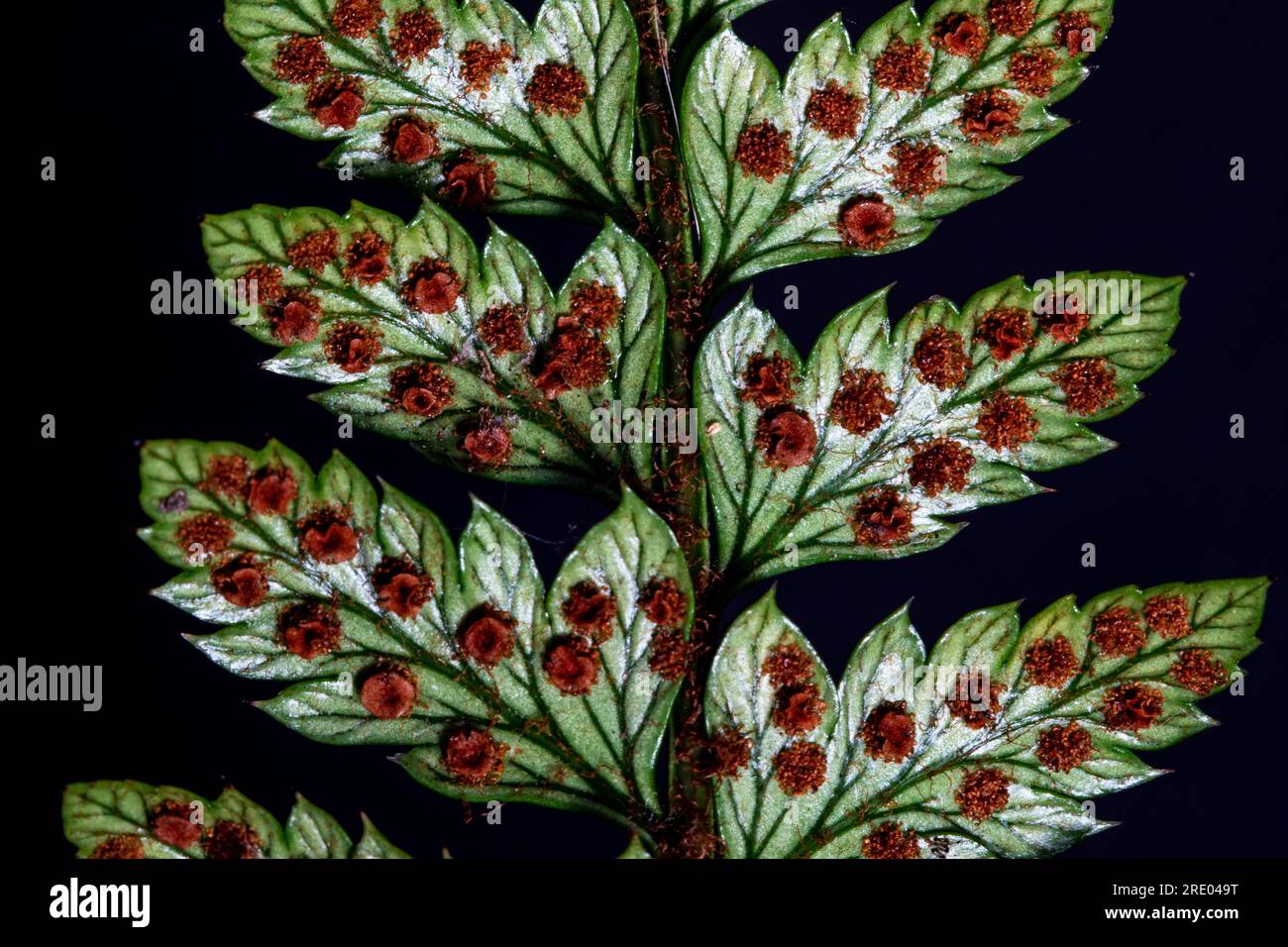 marsh fern, eastern marsh fern (Thelypteris palustris), underside of ...