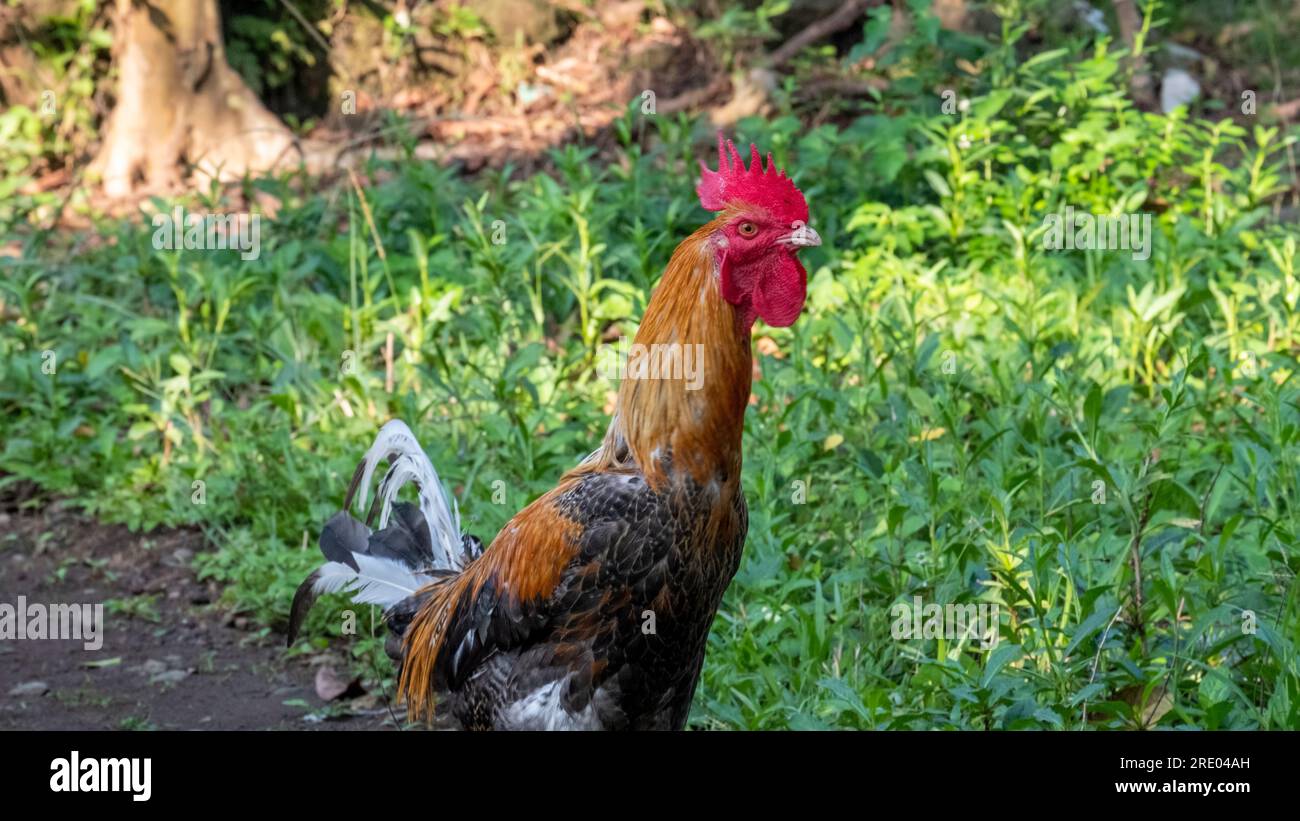 Chickens or Gallus gallus domesticus are poultry animals that are ...