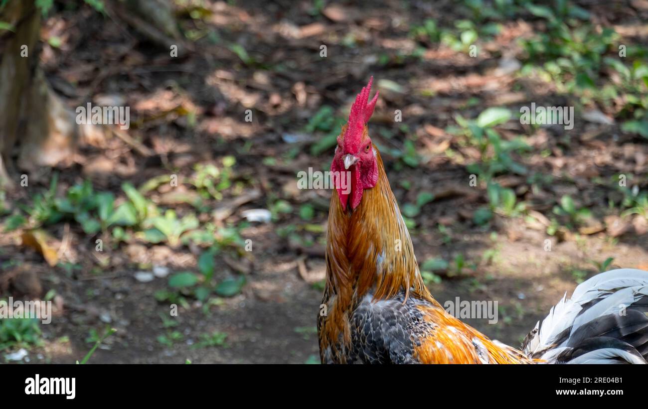 Chickens or Gallus gallus domesticus are poultry animals that are ...
