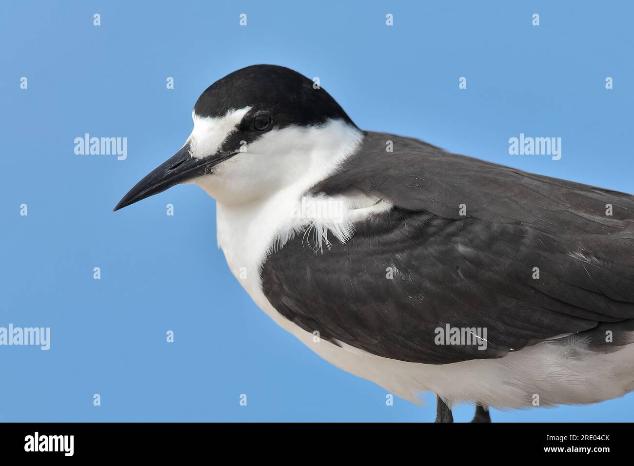 sooty tern (Sterna fuscata, Onychoprion fuscatus), adult, portrait ...