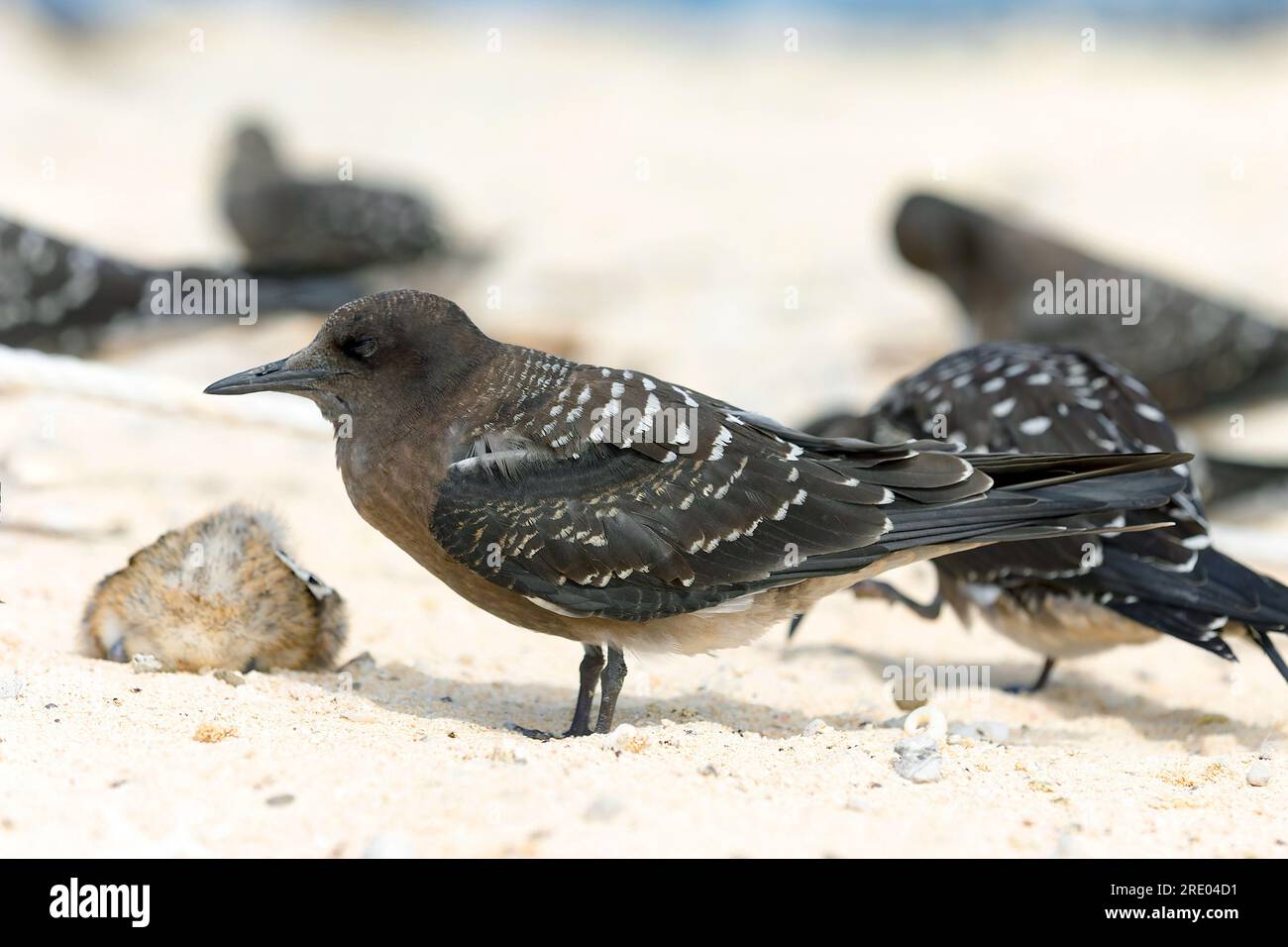 sooty tern (Sterna fuscata, Onychoprion fuscatus), juvenile standing at ...