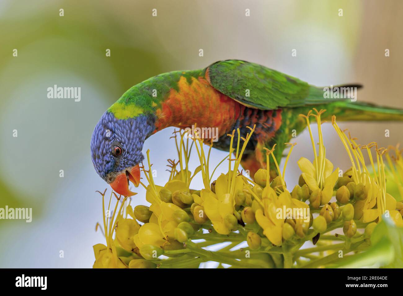 Coconut lorikeet, Green-naped lorikeet (Trichoglossus haematodus ...